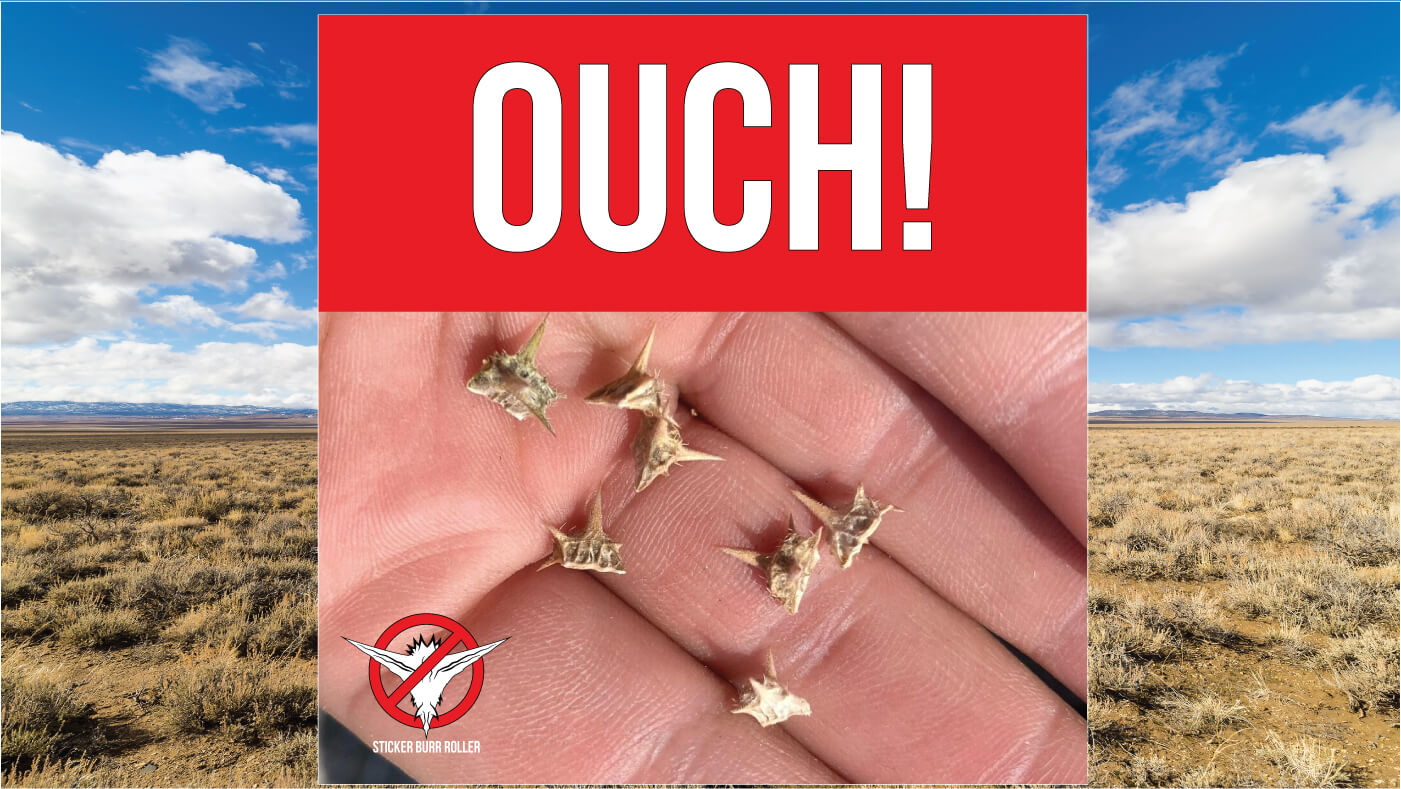 Why Sticker Burrs and Goat Heads Are Ruining Your Life! – Sticker Burr ...