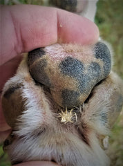 Sticker Burr Roller - Easy Burr Removal for Yards & Pets